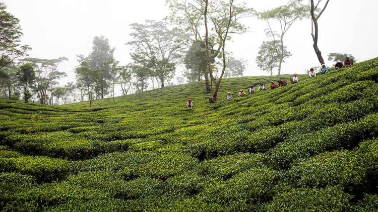 Best Luxury Tea Resort In Darjeeling